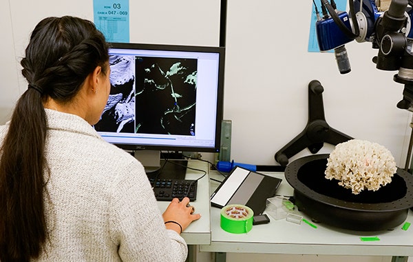 Smithsonian creates AR coral reef experience with Adobe